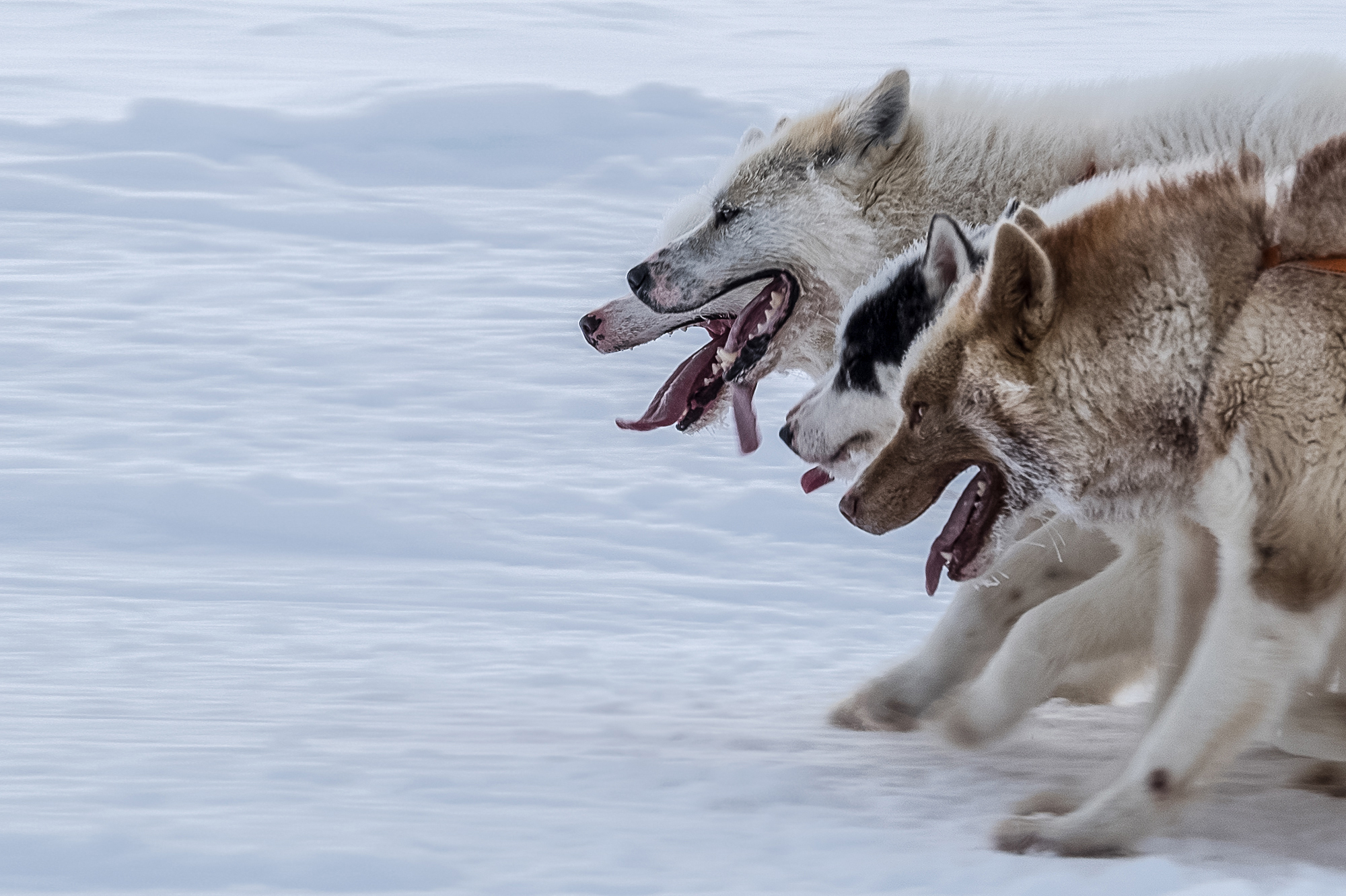 Kalaallit Nunaat | Art Trope Gallery