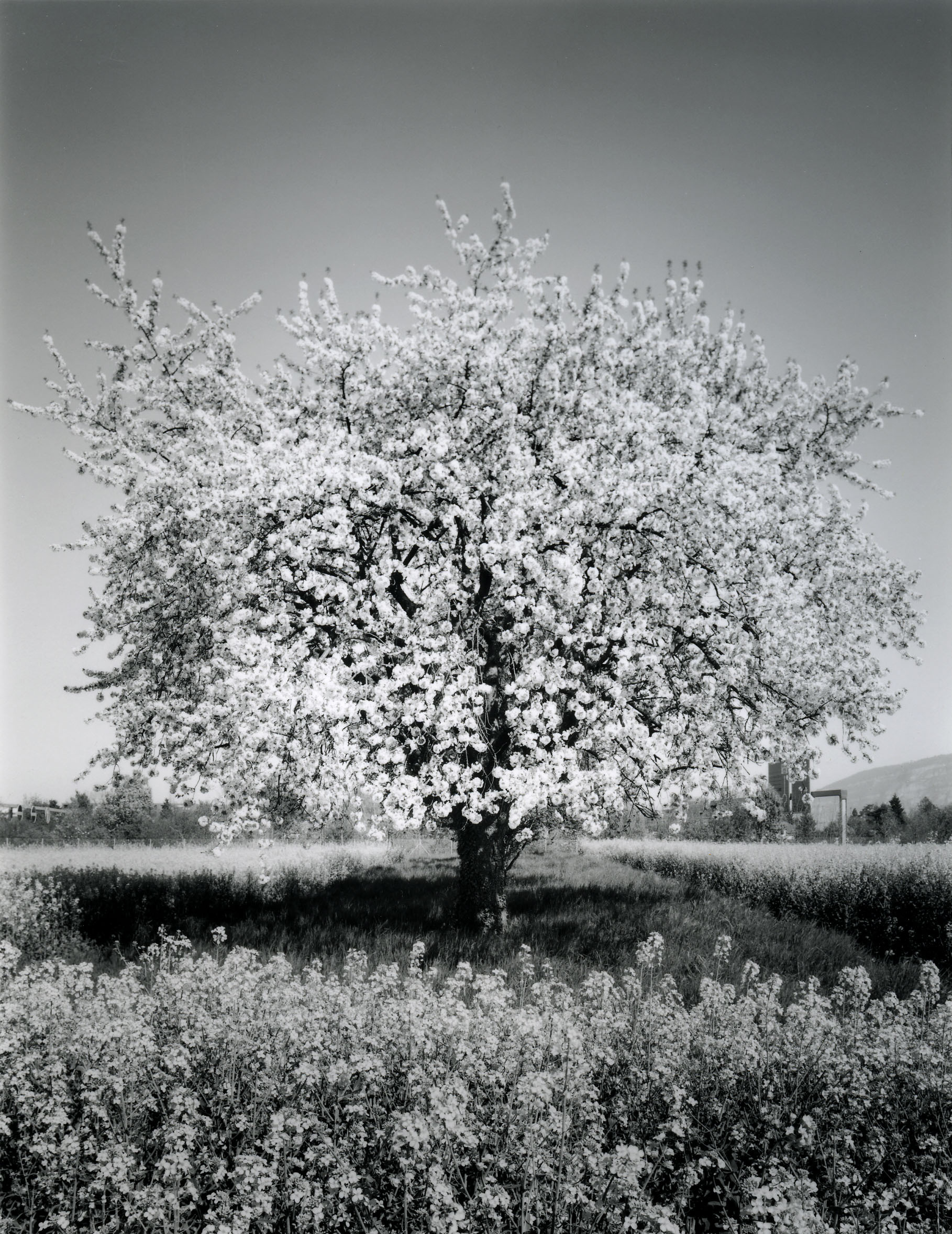 Photographer | Charles Weber | Art Trope Gallery
